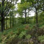 Jours de chasse en forêt de Rambouillet | Office de Tourisme de Rambouillet