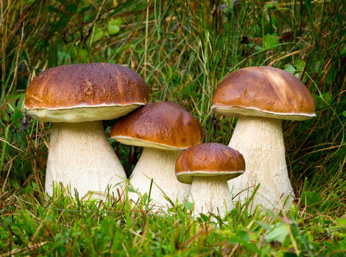 Cueillette de champignons en forêt de Rambouillet – Guide pratique et ...