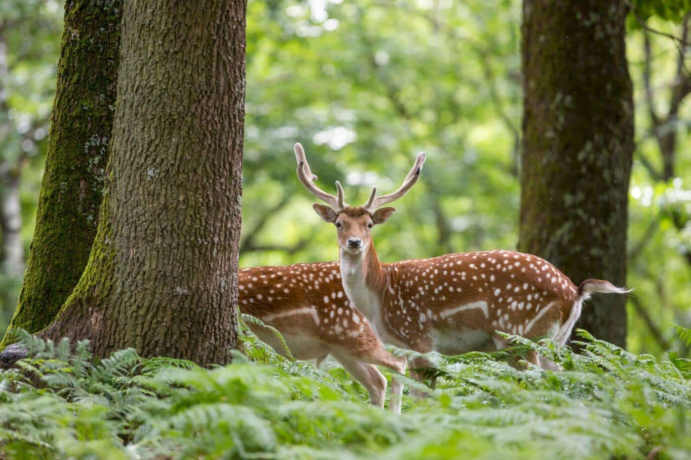 La forêt de Rambouillet | Office de Tourisme de Rambouillet