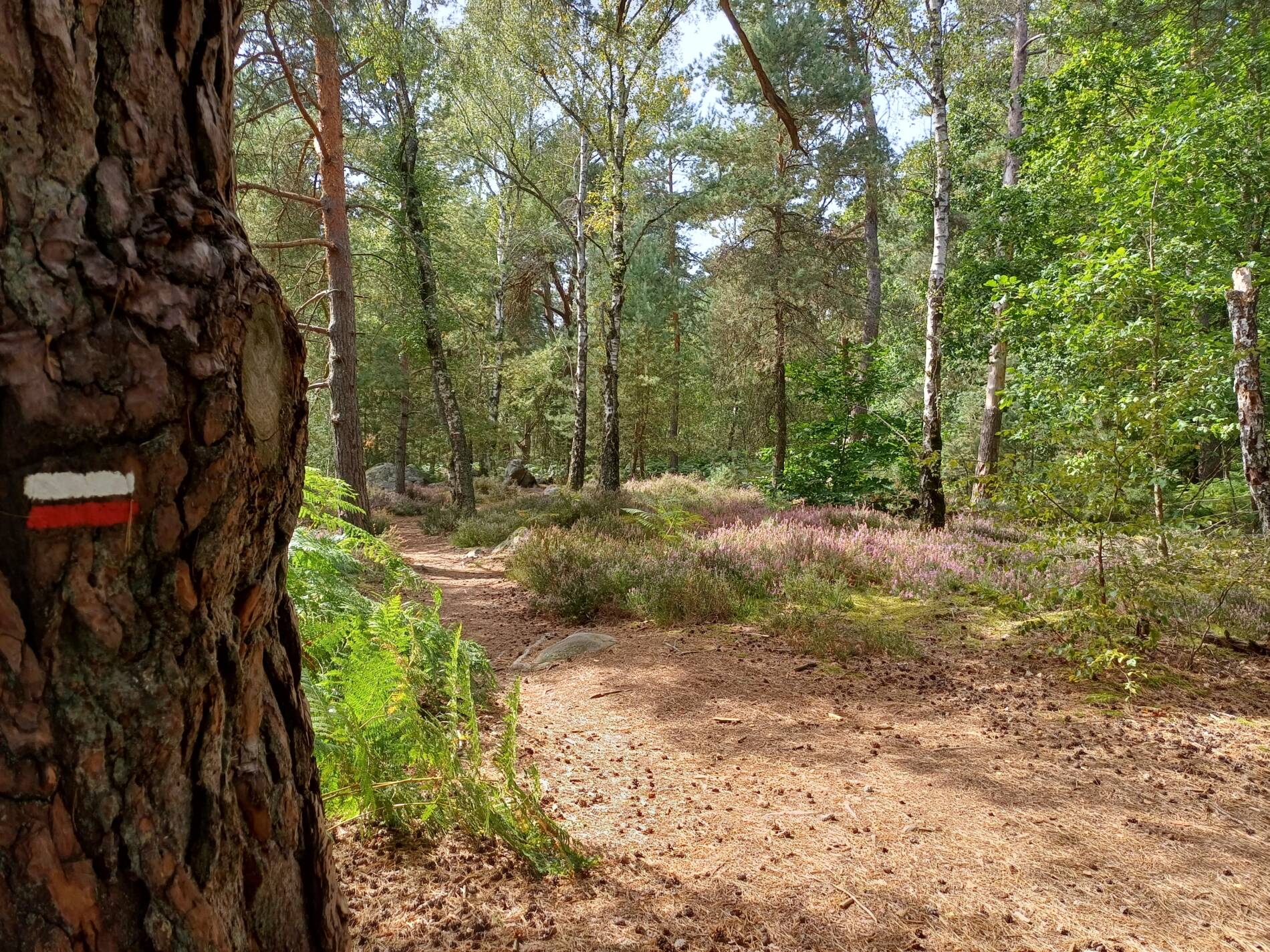 5 balades à faire en forêt de Rambouillet | Office de Tourisme de ...