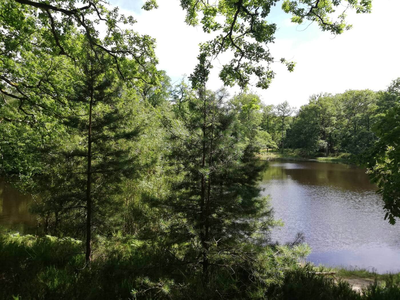 5 balades à faire en forêt de Rambouillet | Office de Tourisme de ...